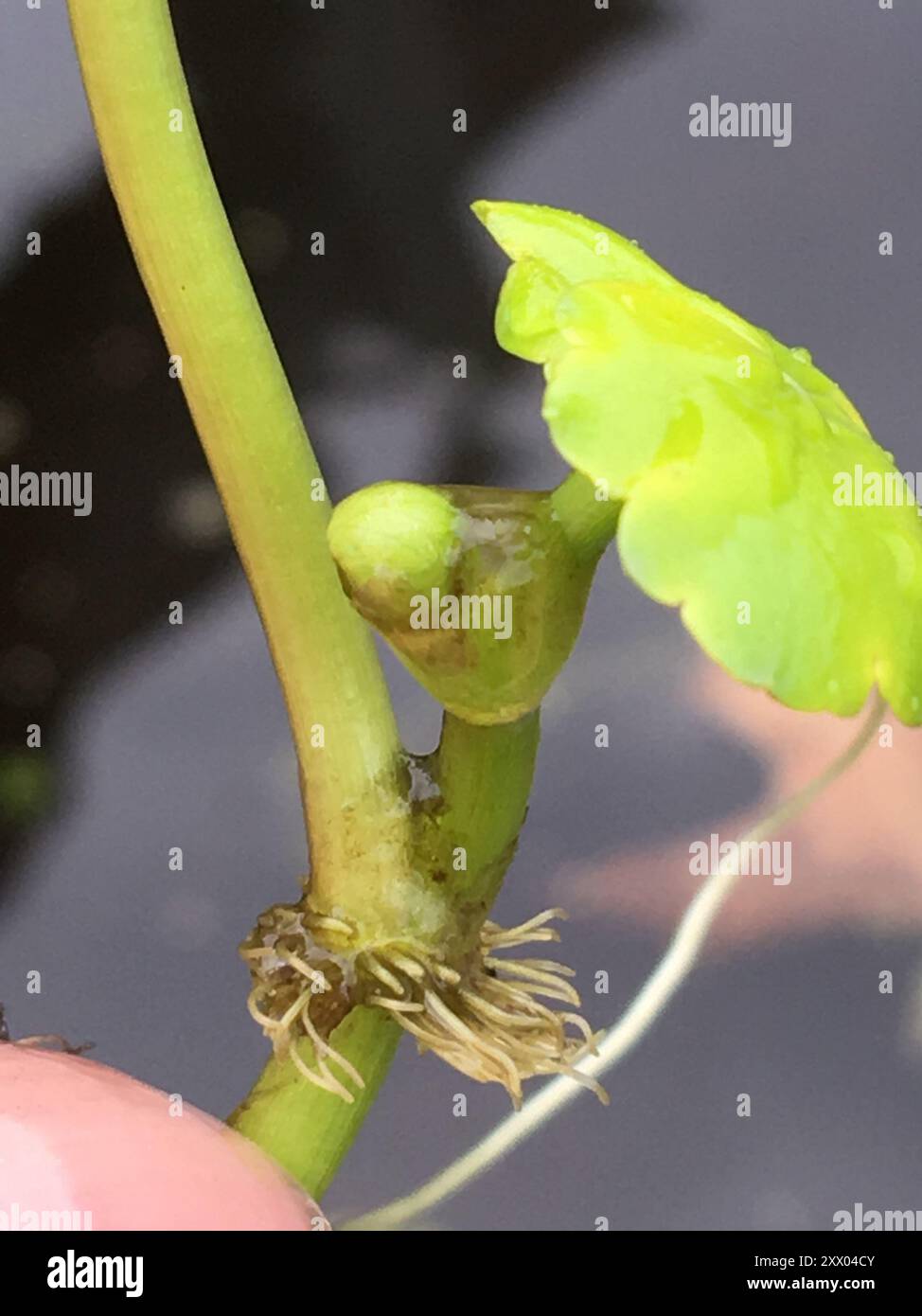 floating marsh pennywort (Hydrocotyle ranunculoides) Plantae Stock ...