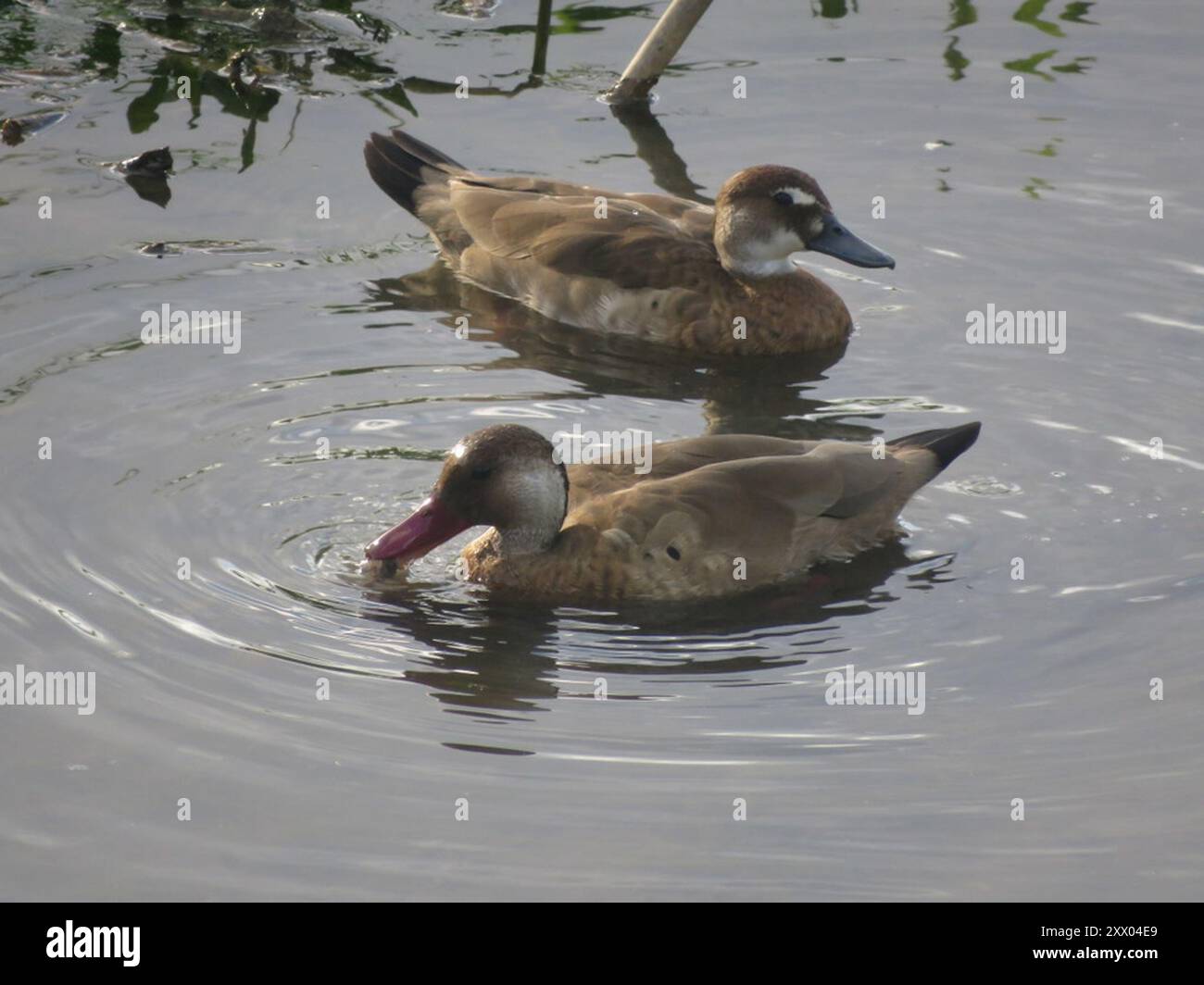 Brazilian Teal (Amazonetta brasiliensis) Aves Stock Photo - Alamy