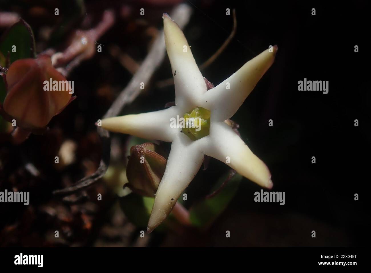 (Brachystelma stellatum) Plantae Stock Photo - Alamy
