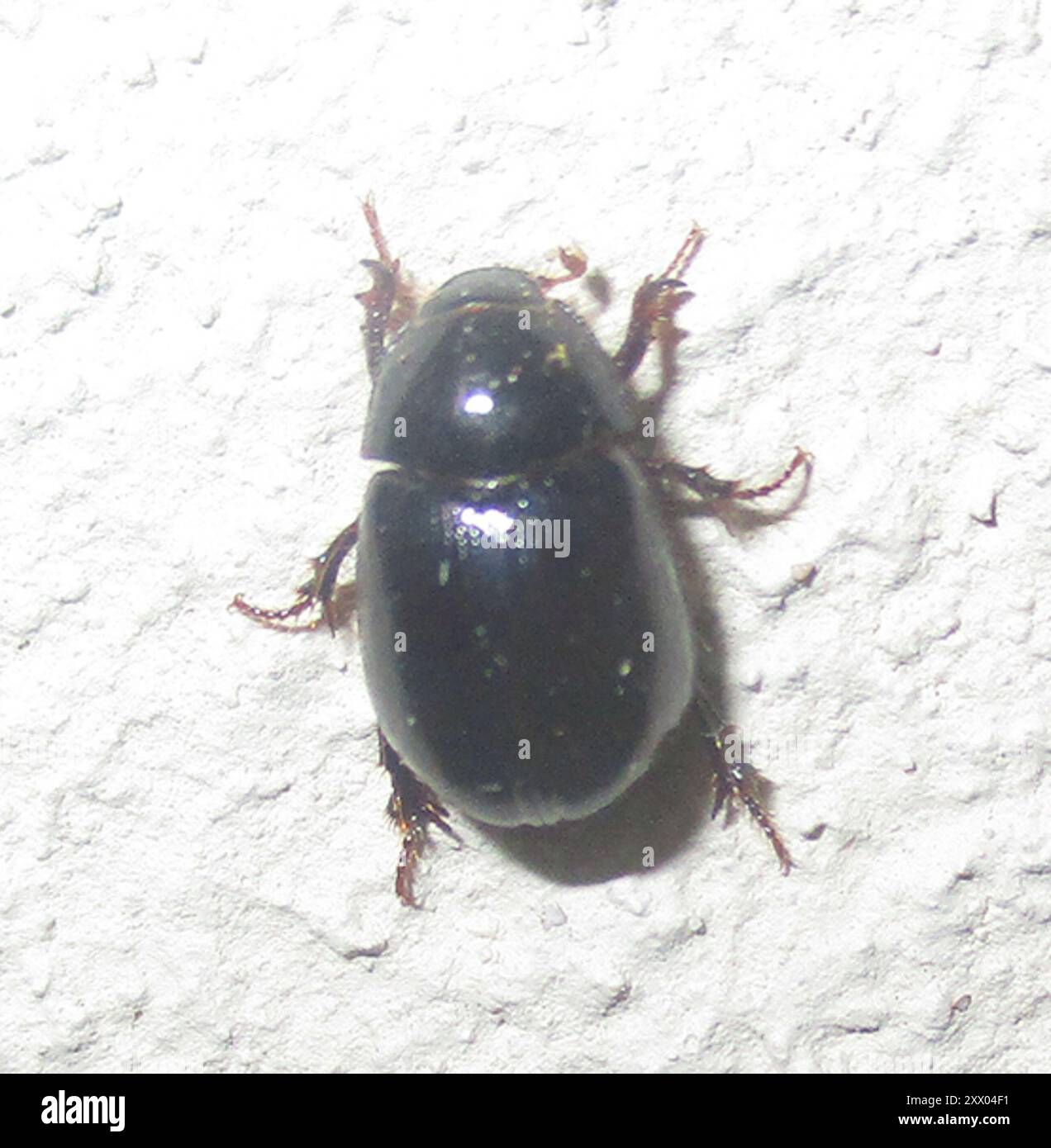 Scavenger and Pill Scarab Beetles (Hybosoridae) Insecta Stock Photo - Alamy