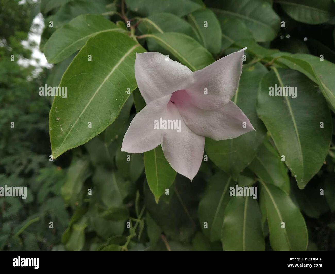 Rubber Vine (Cryptostegia grandiflora) Plantae Stock Photo - Alamy