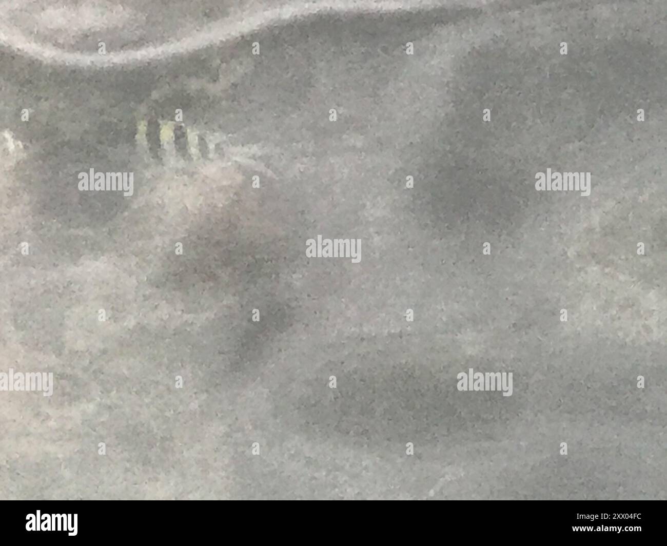 Atlantic Sergeant Major (Abudefduf saxatilis) Actinopterygii Stock ...