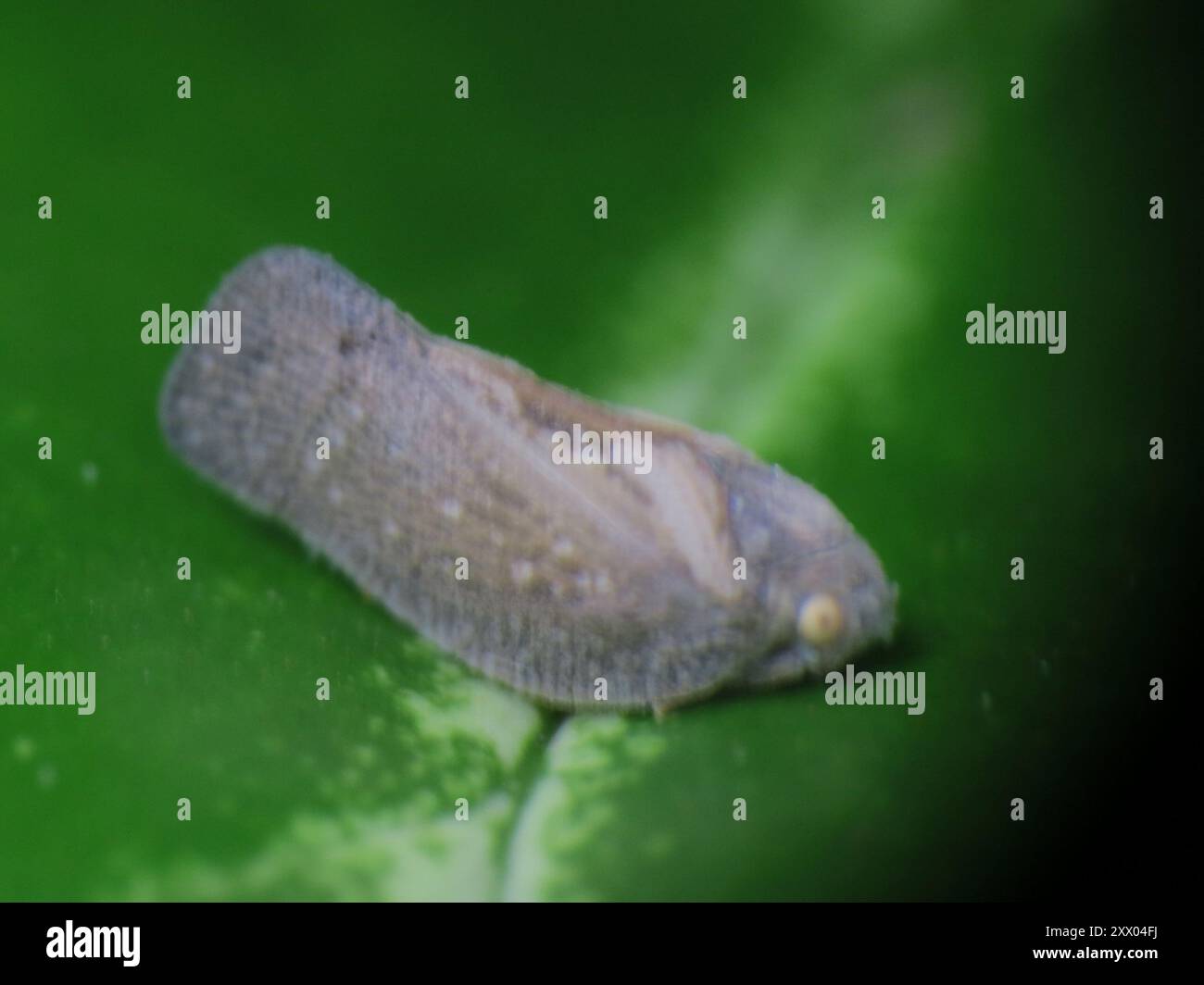 Flatid Planthoppers (Flatidae) Insecta Stock Photo - Alamy