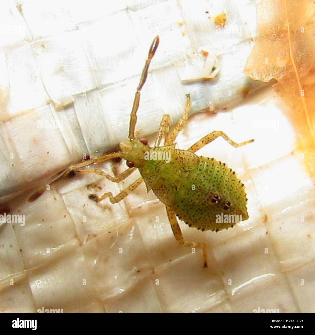 Leaf-footed Bugs (Coreidae) Insecta Stock Photo - Alamy