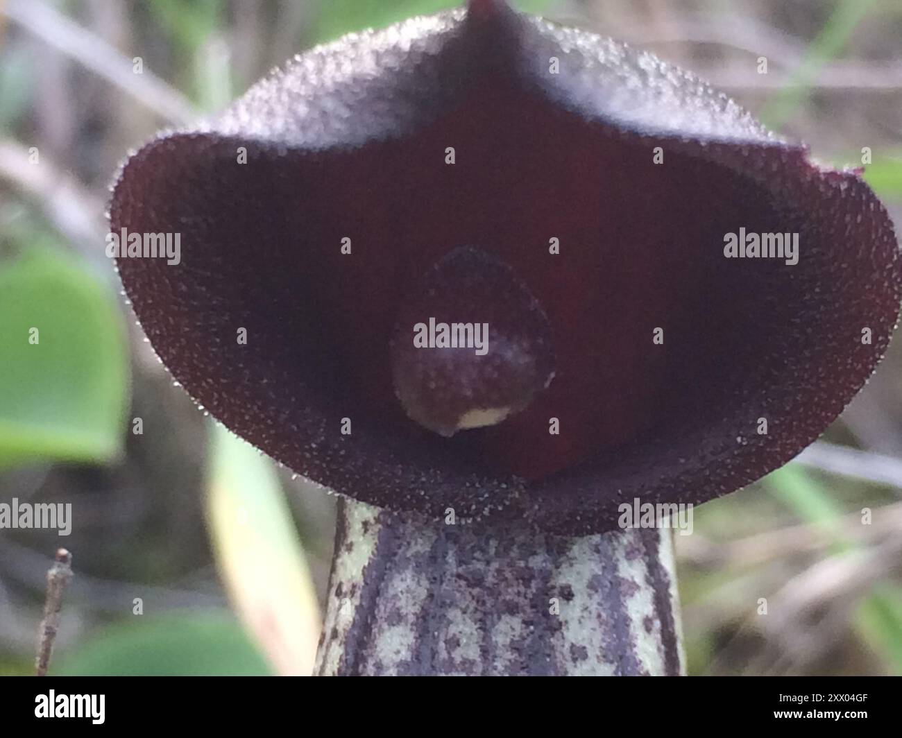 Mousetail Plant (Arisarum simorrhinum) Plantae Stock Photo - Alamy