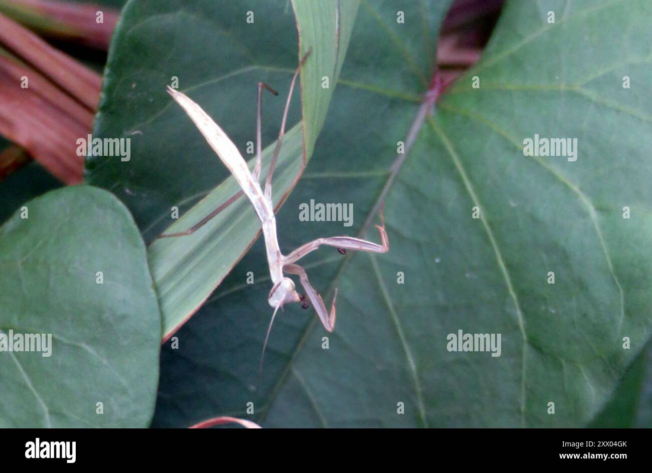 Mantises (Mantodea) Insecta Stock Photo - Alamy