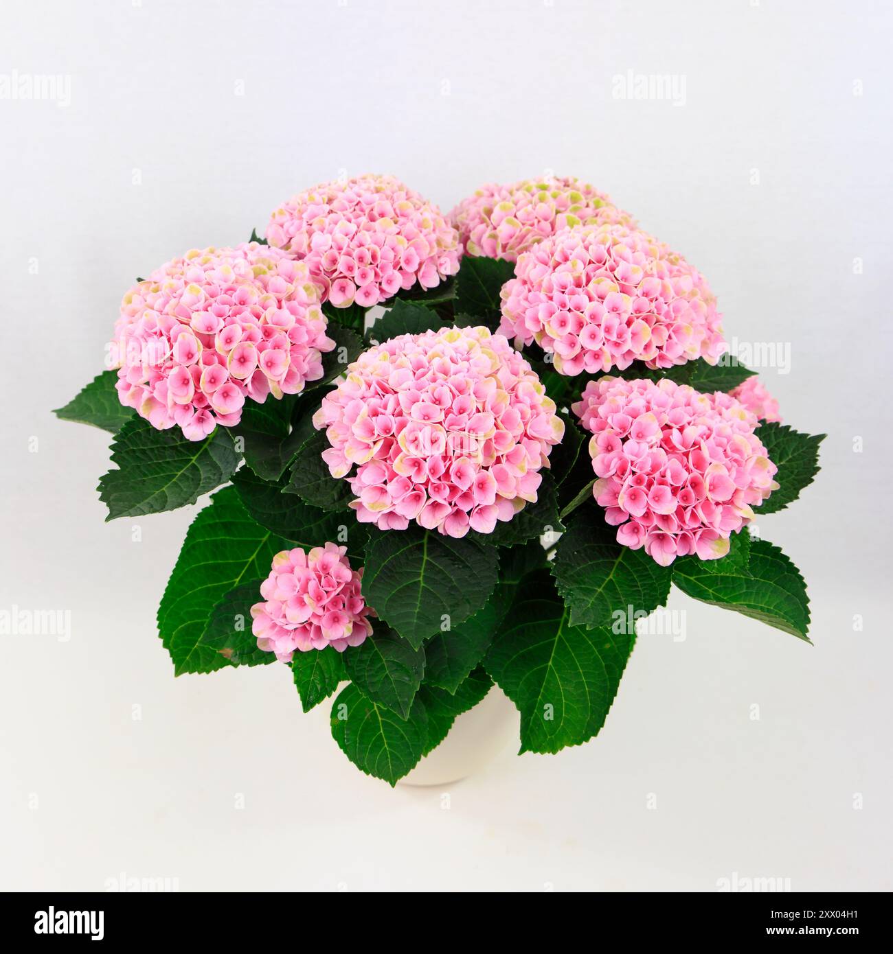 A beautiful flower pot with fully blooming pink hydrangeas on a white background Stock Photo - Alamy