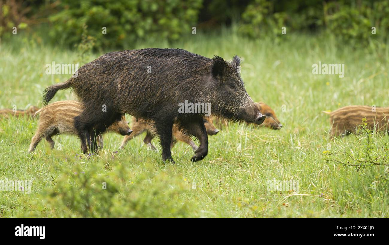 Wild boar with piglets walking on green grass in summer Stock Photo - Alamy