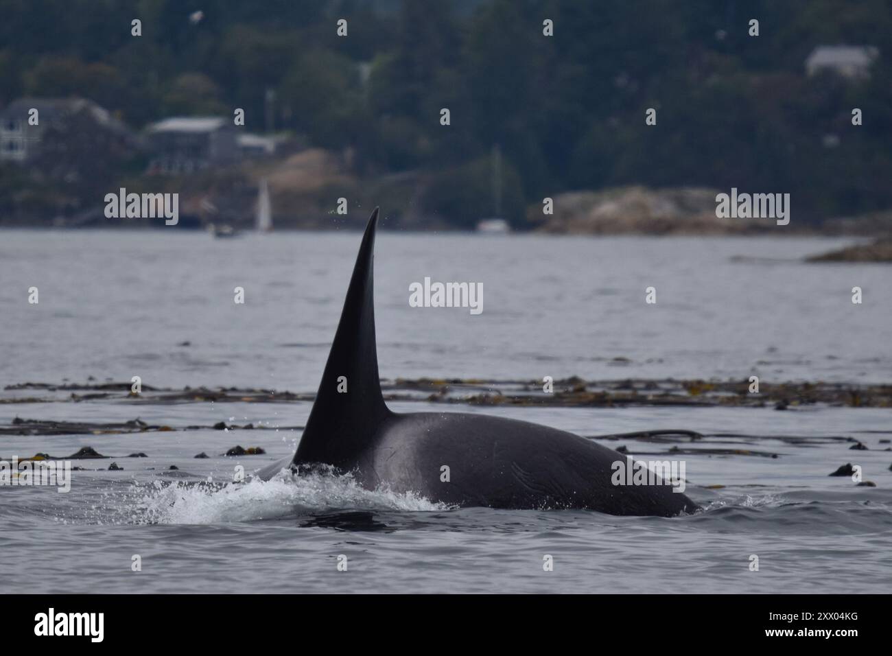 Orca (Orcinus orca) Mammalia Stock Photo - Alamy