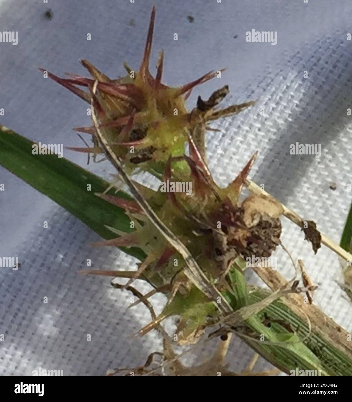 dune sandbur (Cenchrus tribuloides) Plantae Stock Photo - Alamy