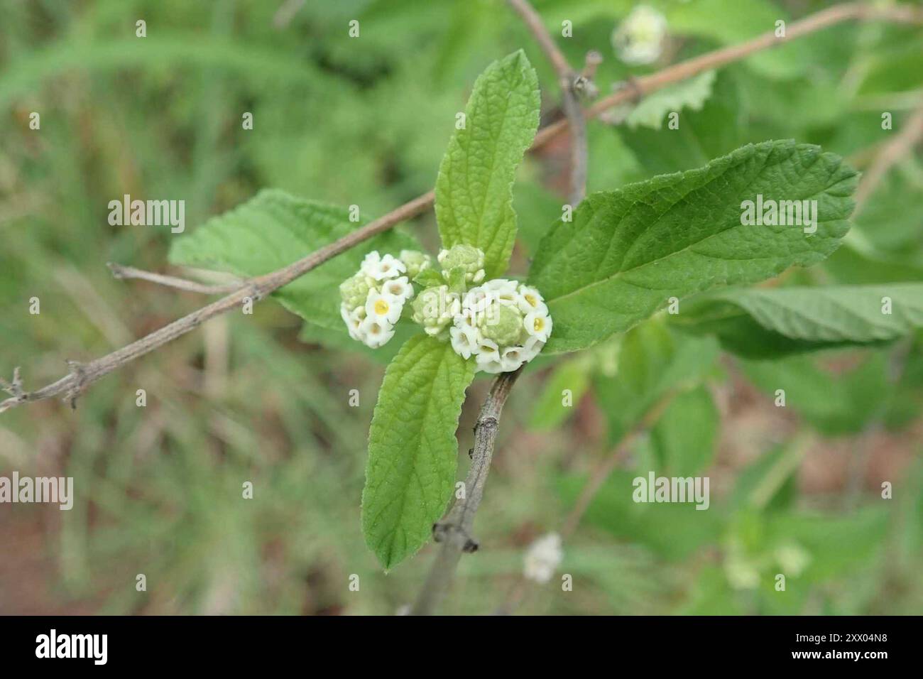 Fever Tea (Lippia javanica) Plantae Stock Photo - Alamy