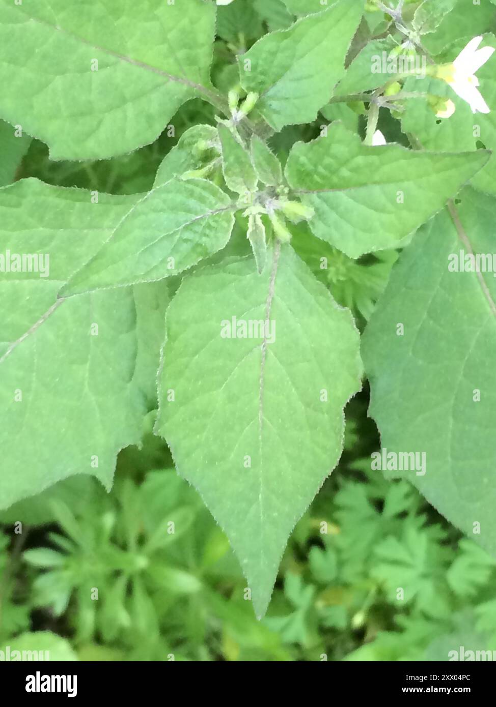 black nightshade (Solanum nigrum) Plantae Stock Photo - Alamy