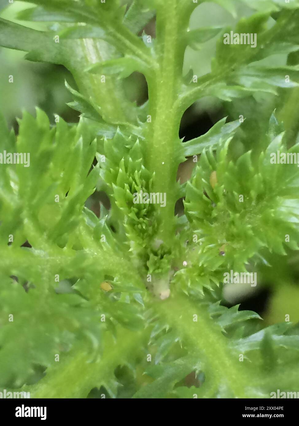 plants (Plantae) Plantae Stock Photo - Alamy