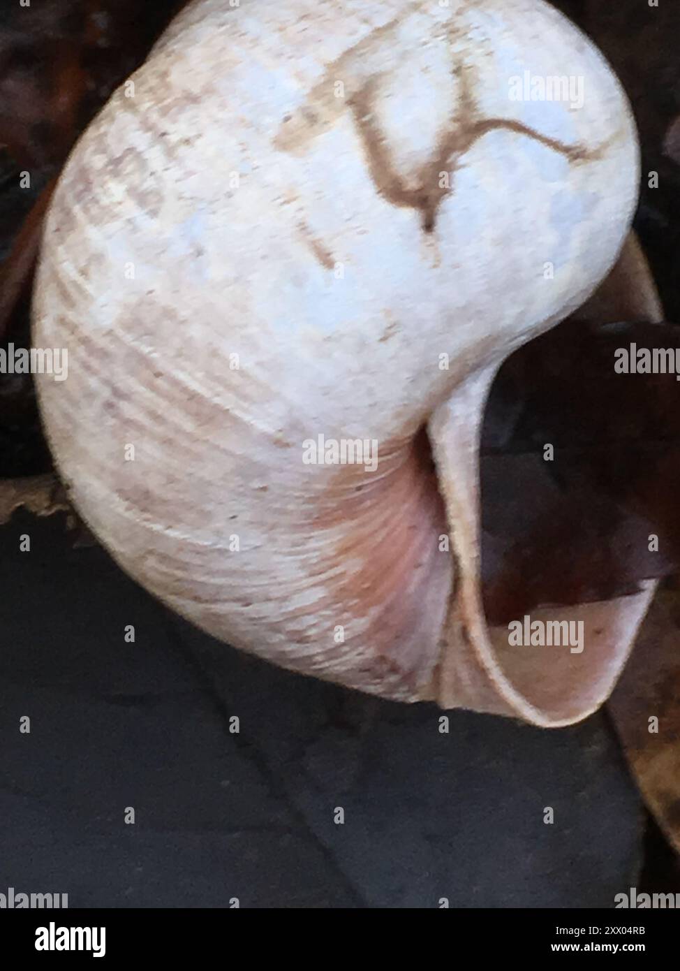 Roman Snail (Helix pomatia) Mollusca Stock Photo - Alamy