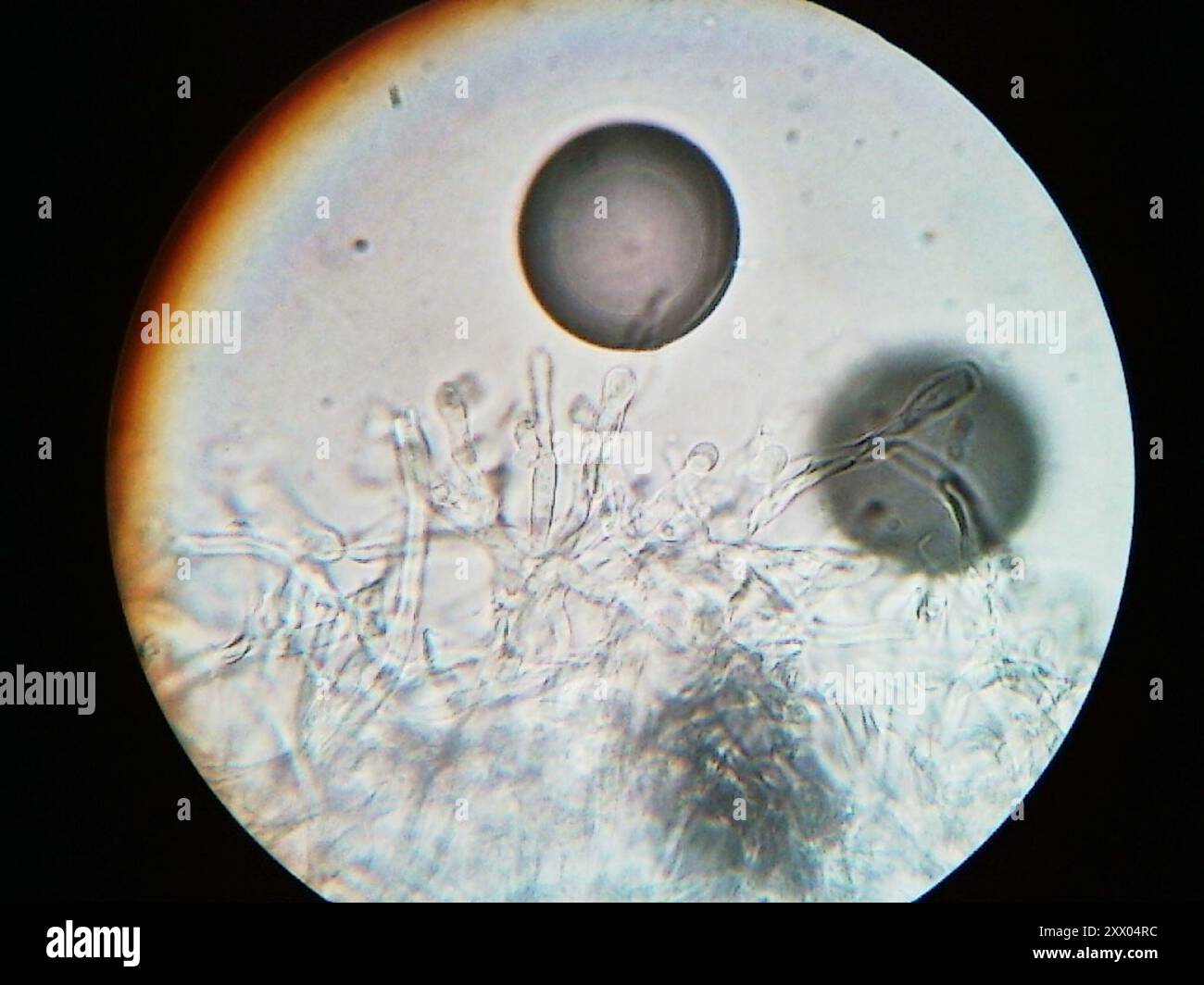 (Trichaptum subchartaceum) Fungi Stock Photo - Alamy