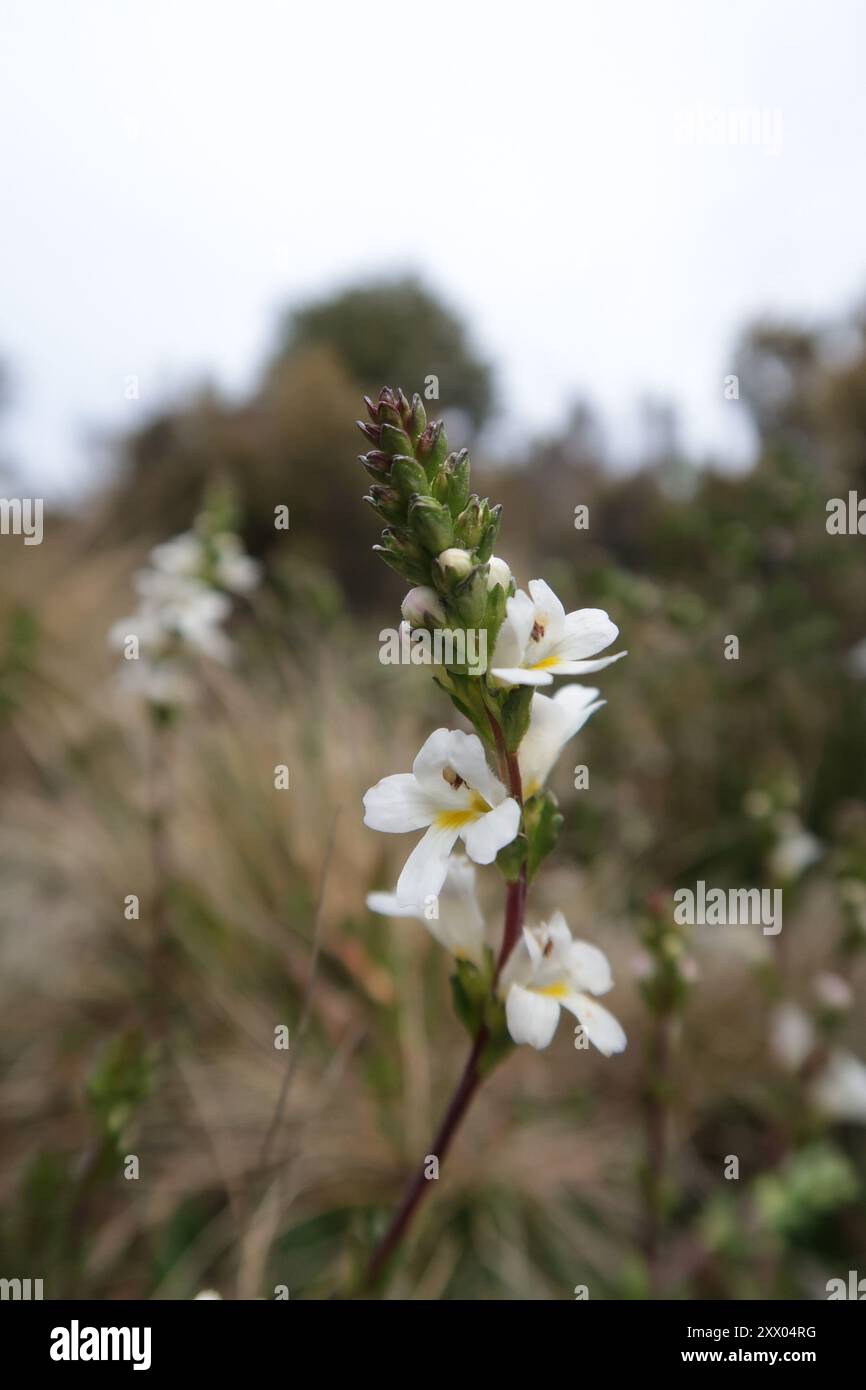 purple eyebright (Euphrasia collina) Plantae Stock Photo - Alamy