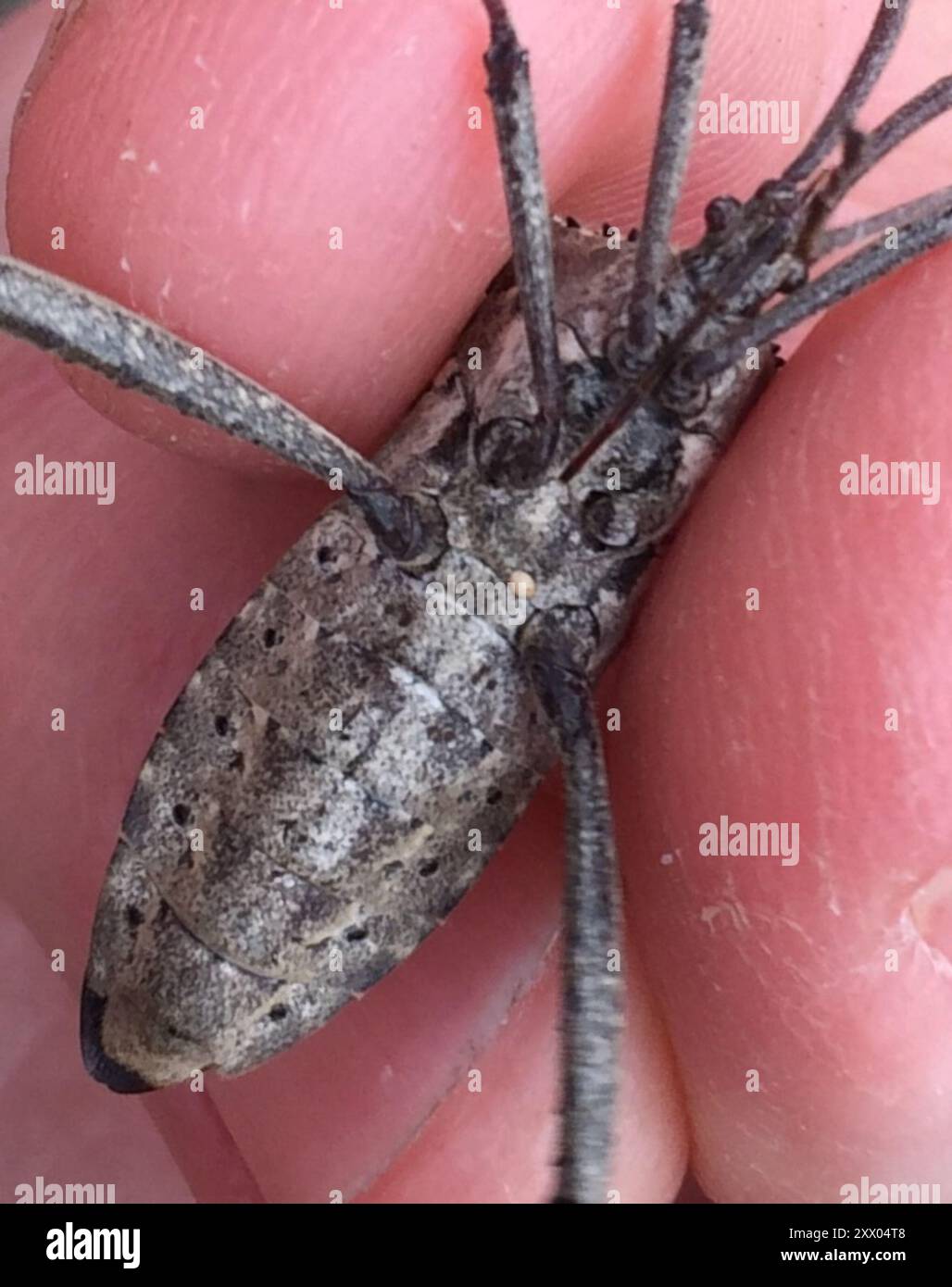 Giant leaf-footed bug (Acanthocephala declivis) Insecta Stock Photo - Alamy