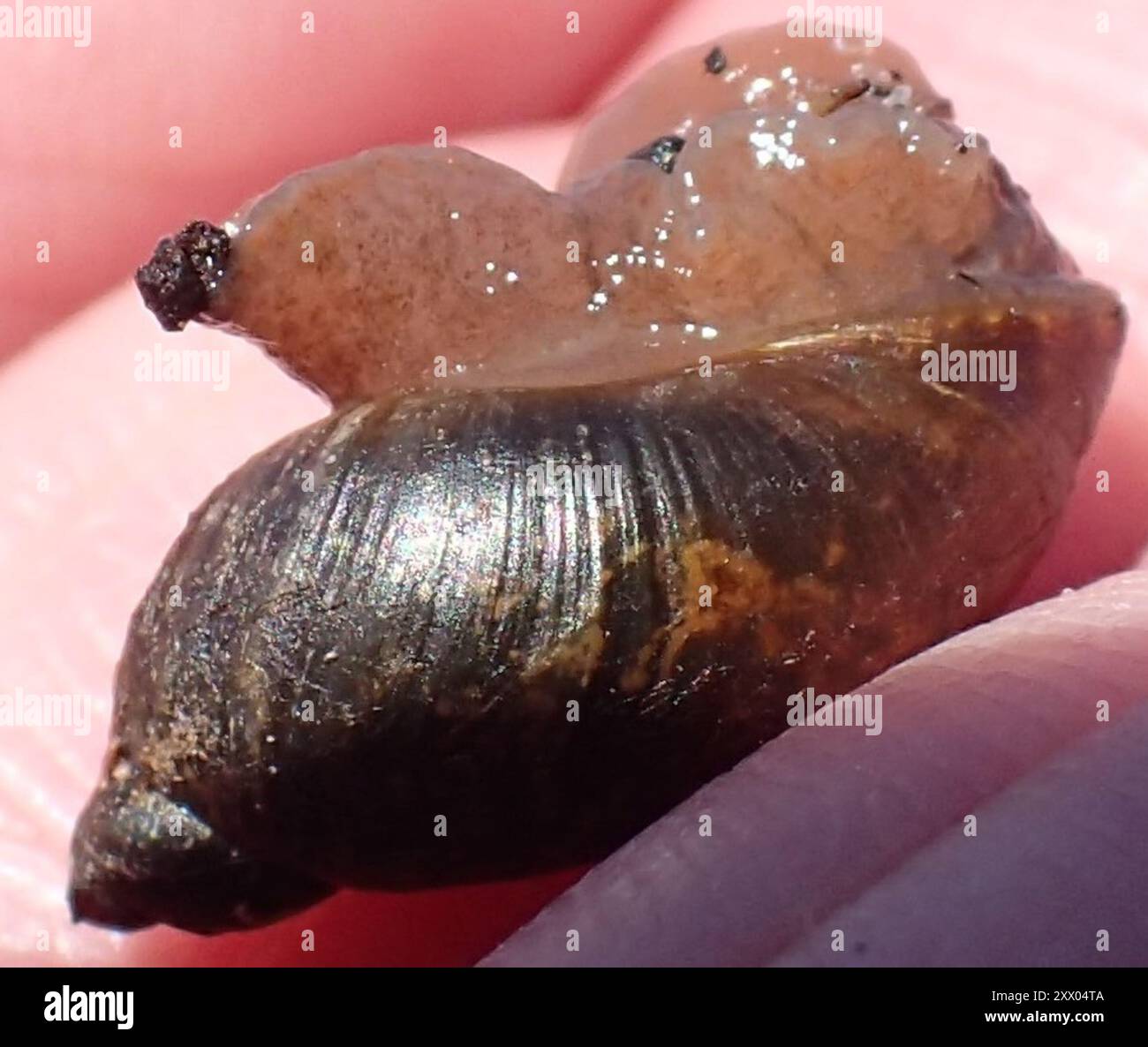 Southern Ambersnail (Succinea australis) Mollusca Stock Photo - Alamy