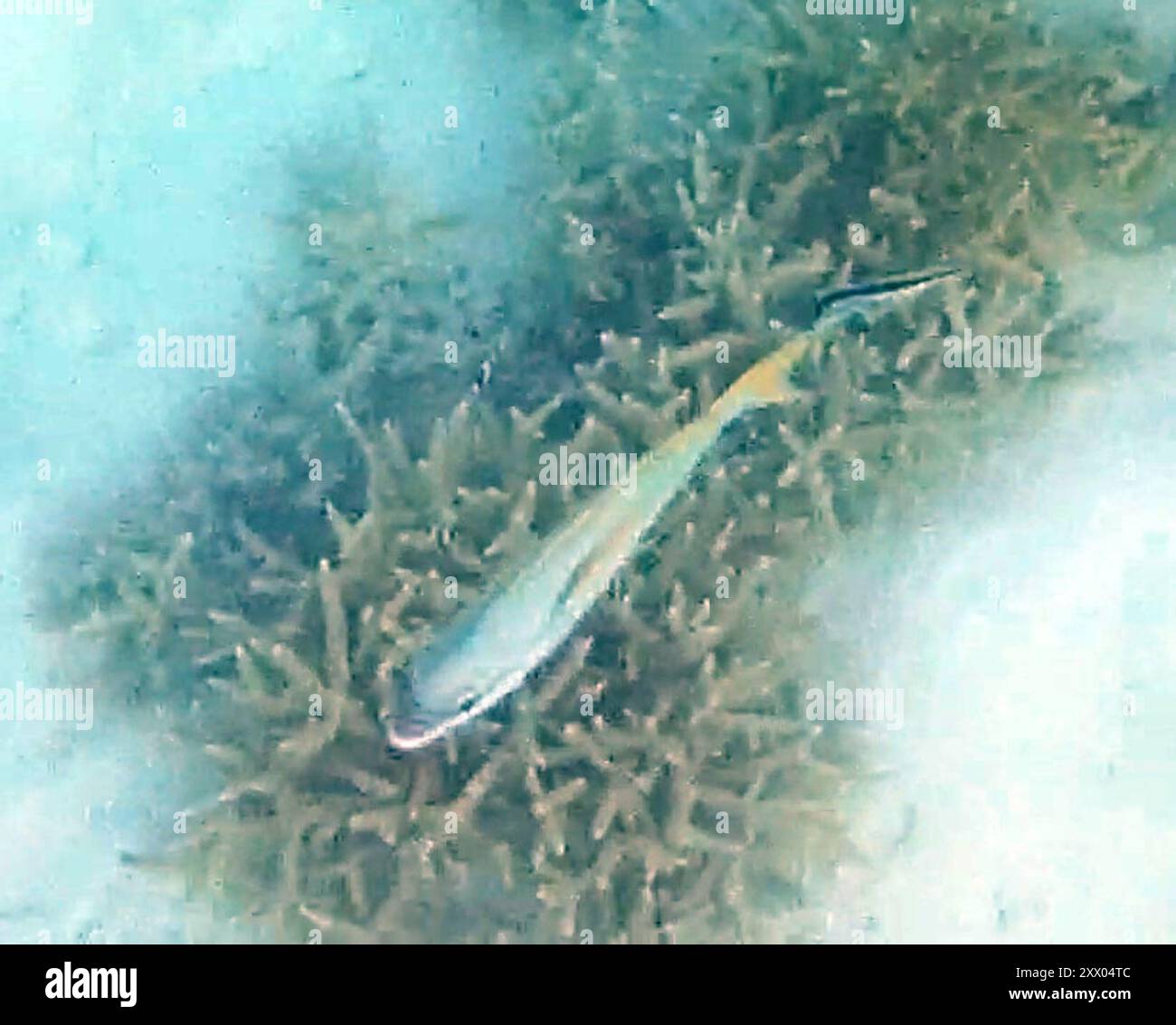 Ray-finned Fishes (Actinopterygii) Actinopterygii Stock Photo - Alamy