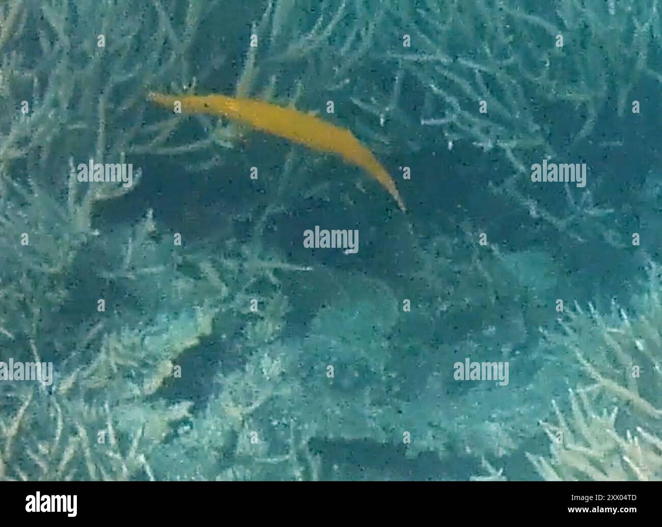 Pacific Trumpetfish (Aulostomus chinensis) Actinopterygii Stock Photo ...