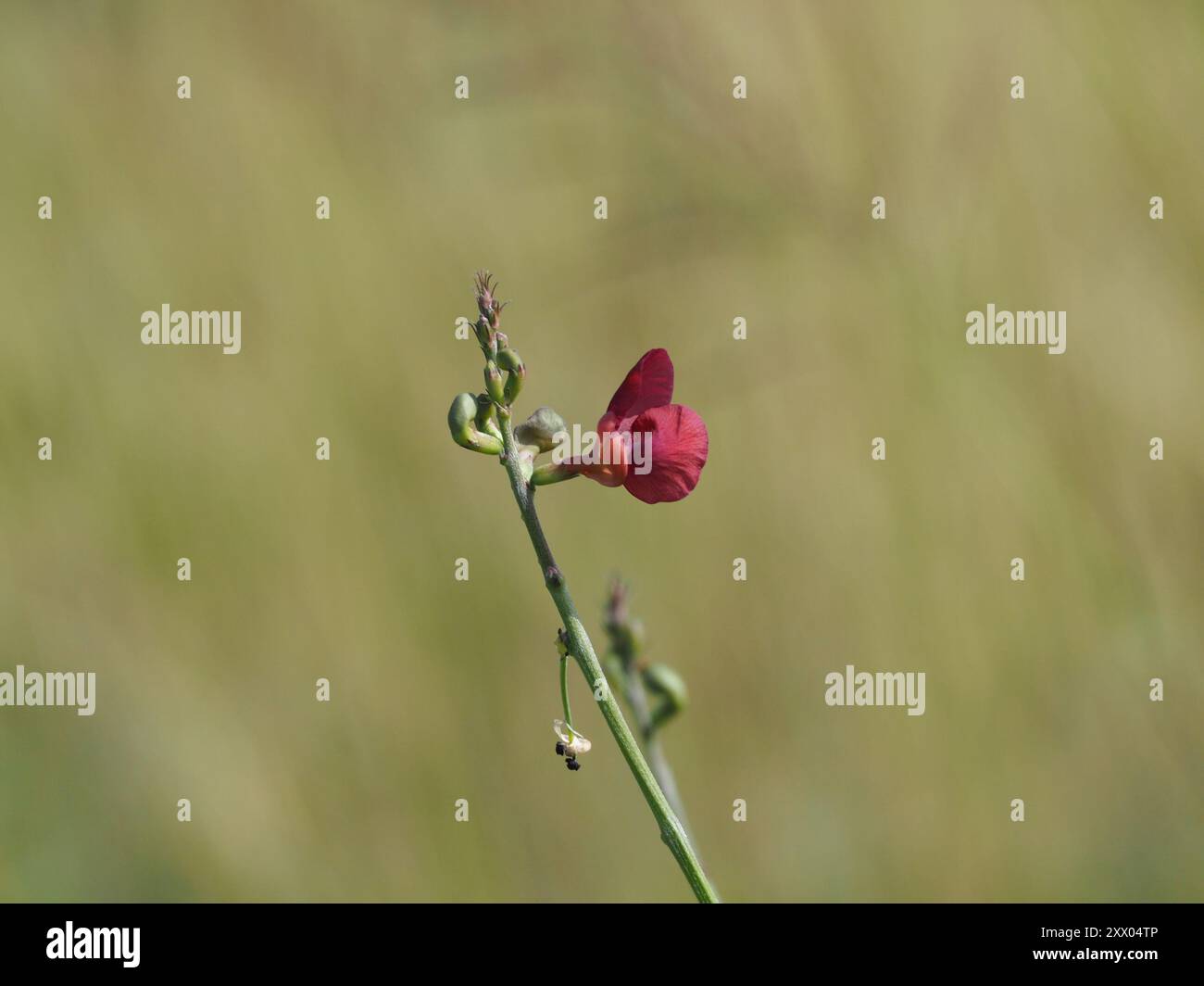 Phasey Bean (Macroptilium lathyroides) Plantae Stock Photo - Alamy