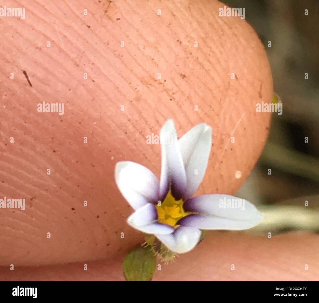 Blue Pigroot (Sisyrinchium micranthum) Plantae Stock Photo - Alamy