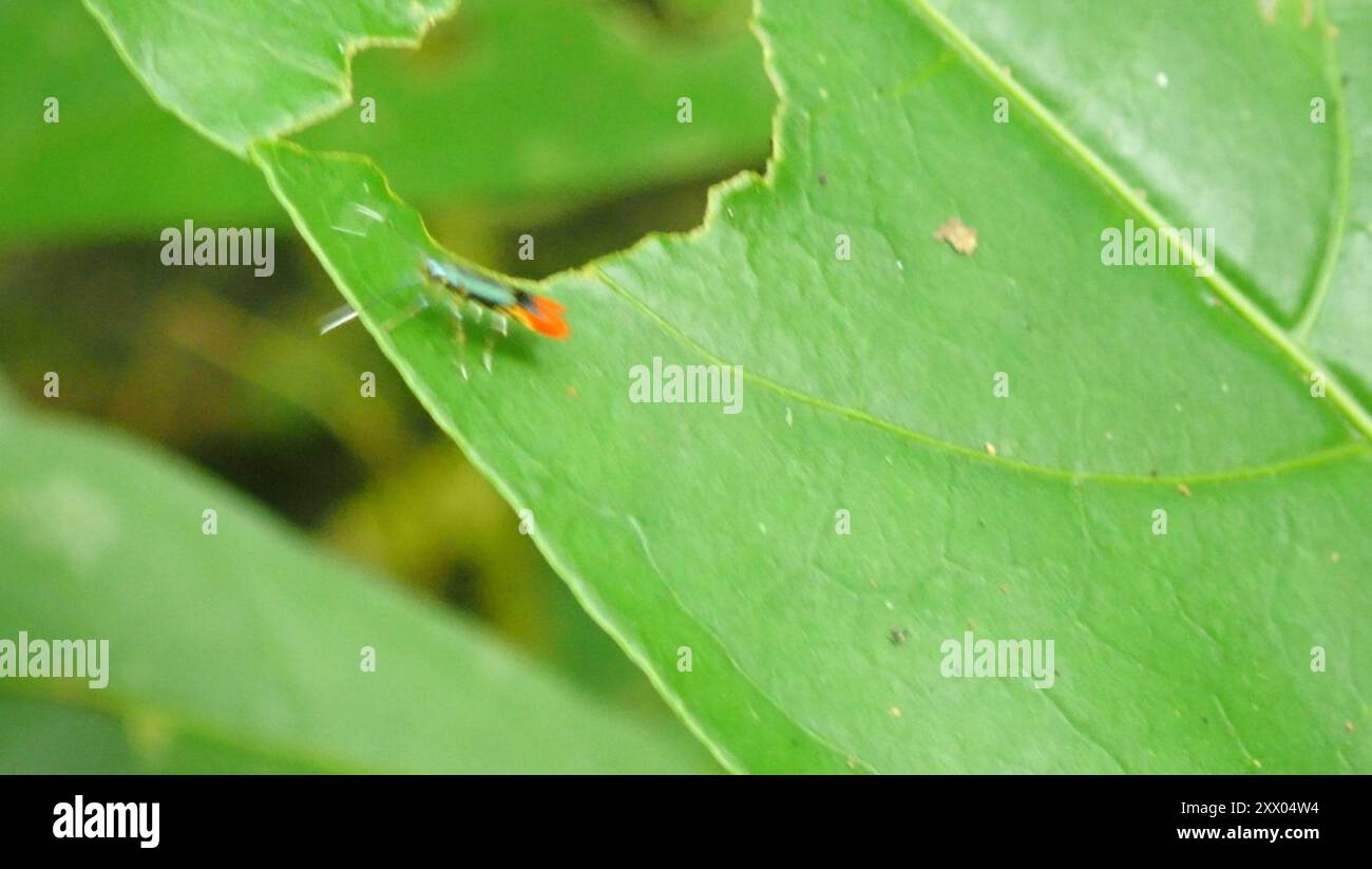 Curved-horn Moths (Gelechioidea) Insecta Stock Photo - Alamy