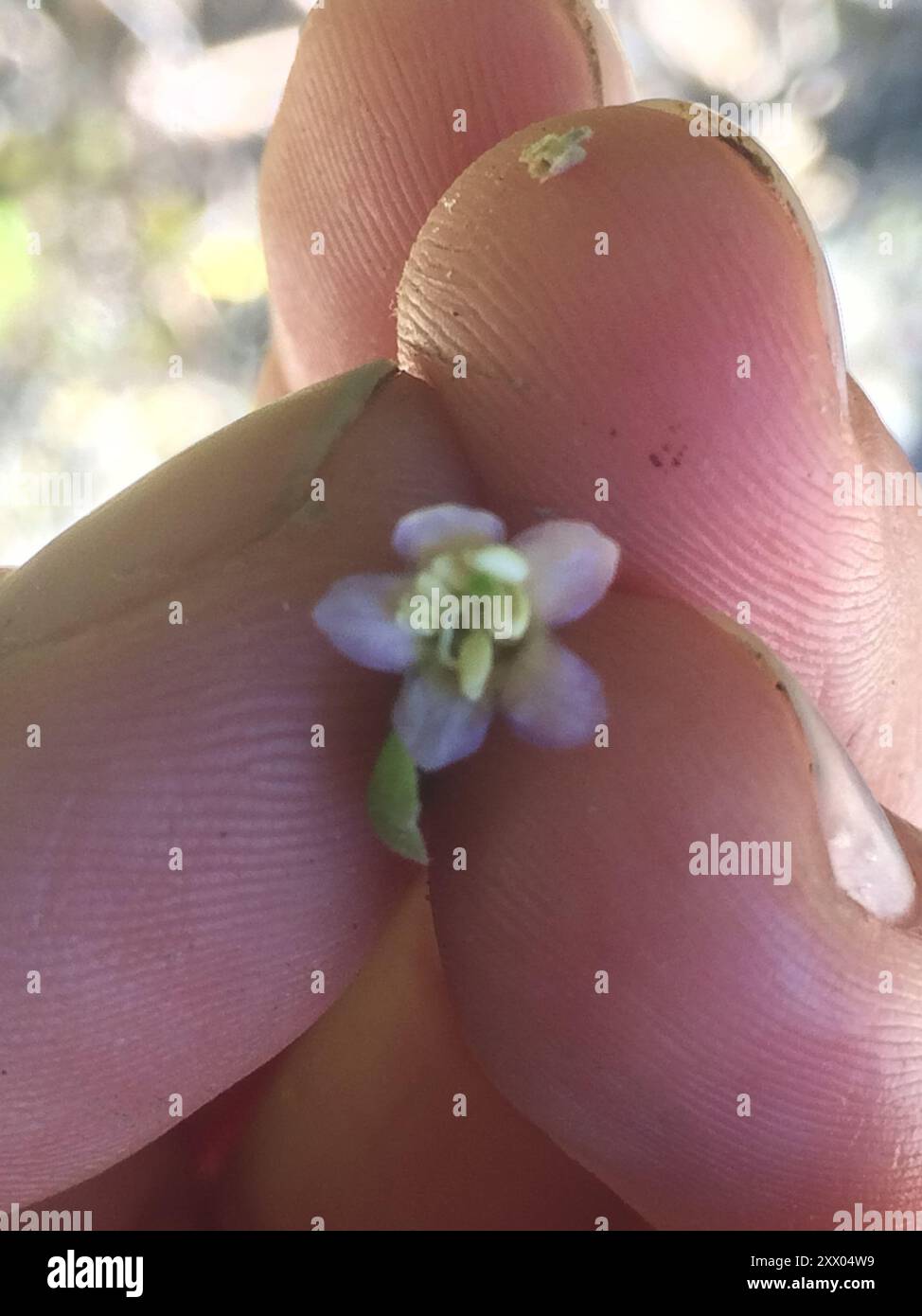 African boxthorn (Lycium ferocissimum) Plantae Stock Photo - Alamy