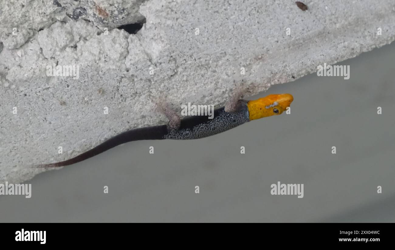 Yellow-headed Gecko (Gonatodes albogularis) Reptilia Stock Photo - Alamy