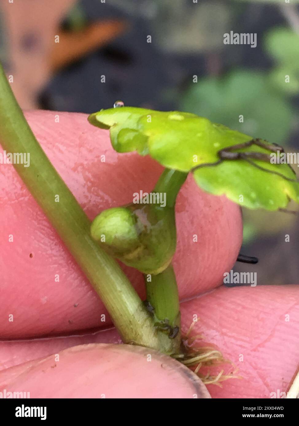 floating marsh pennywort (Hydrocotyle ranunculoides) Plantae Stock ...