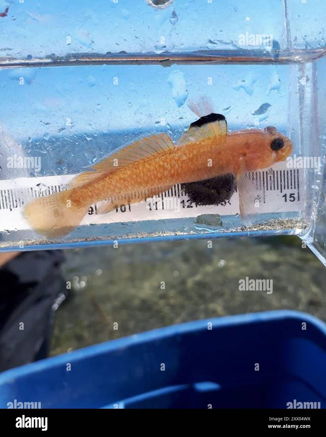 Blackeye Goby (Rhinogobiops nicholsii) Actinopterygii Stock Photo - Alamy