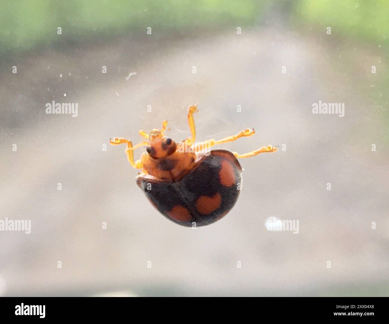 (Epilachna mexicana) Insecta Stock Photo - Alamy