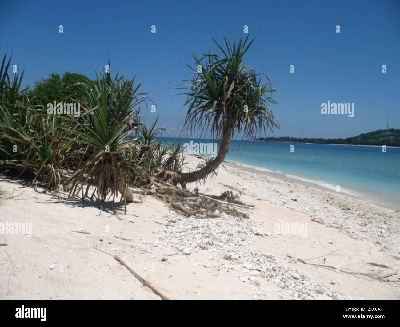 thatch screwpine (Pandanus tectorius) Plantae Stock Photo - Alamy