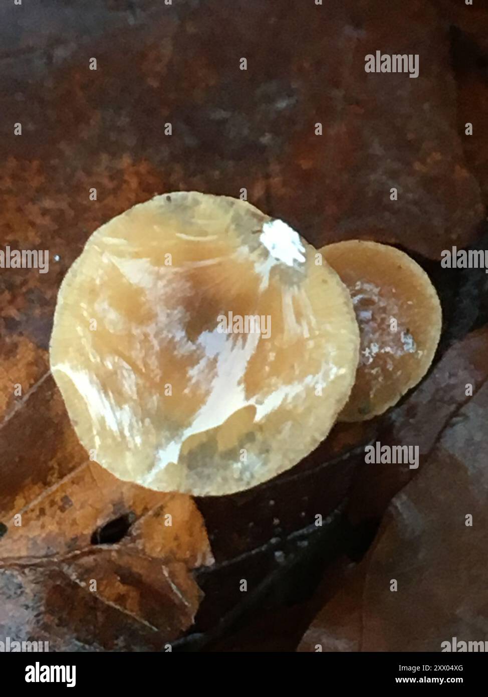 Conifercone Cap (Baeospora myosura) Fungi Stock Photo - Alamy