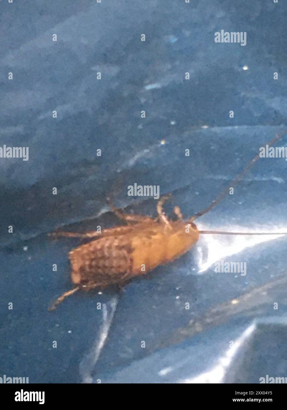 Dusky Cockroach (Ectobius lapponicus) Insecta Stock Photo - Alamy