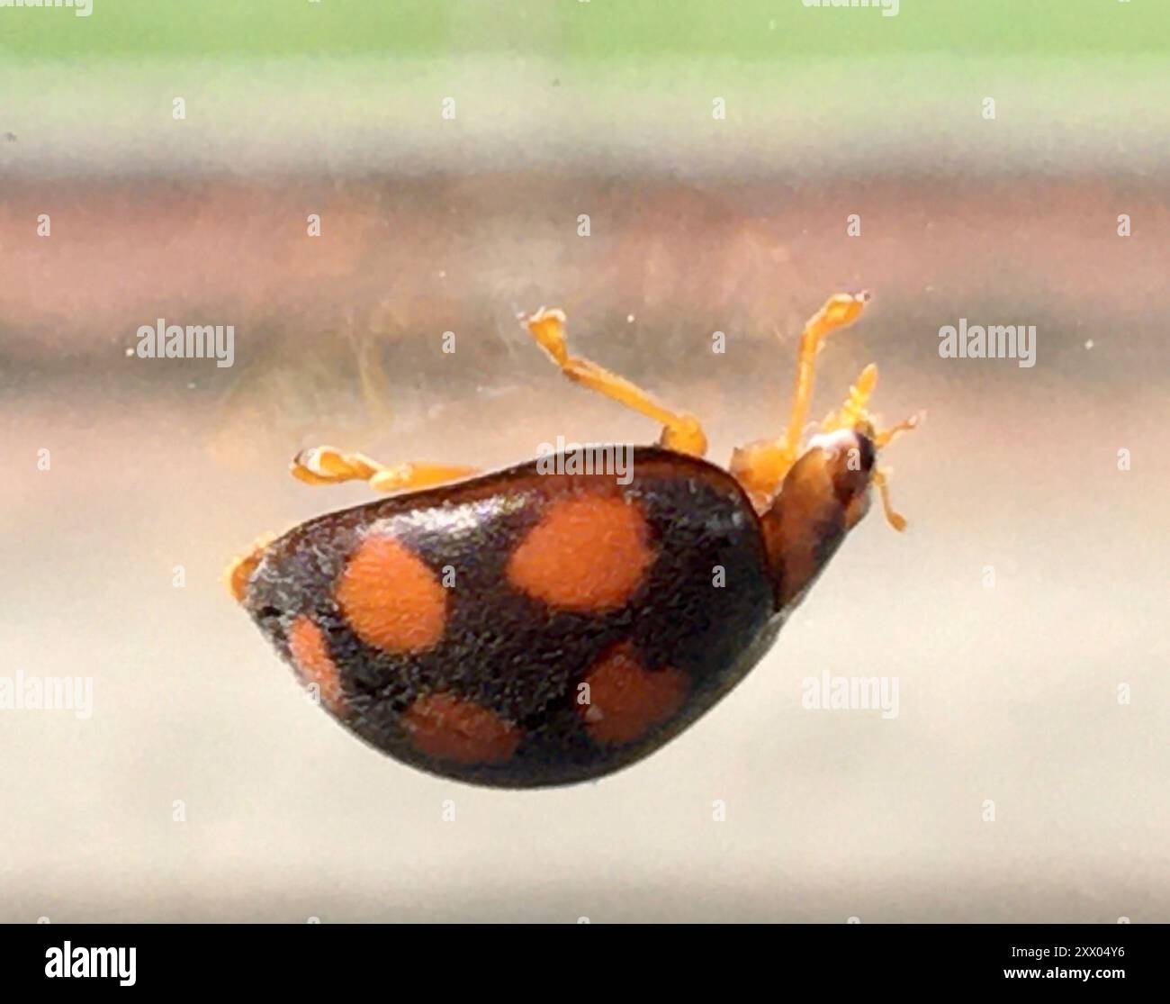 (Epilachna mexicana) Insecta Stock Photo - Alamy