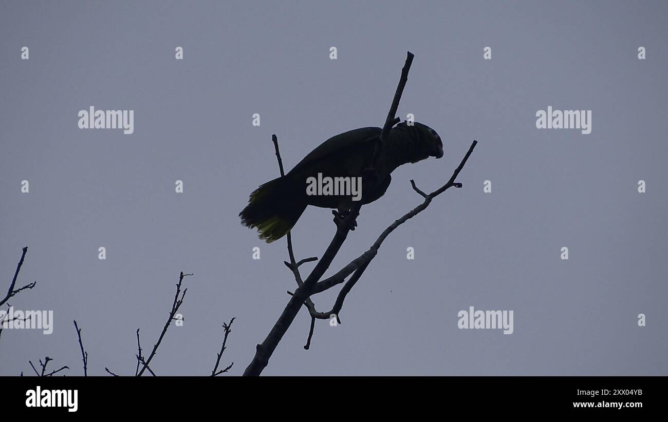 Red-lored Parrot (Amazona autumnalis) Aves Stock Photo - Alamy