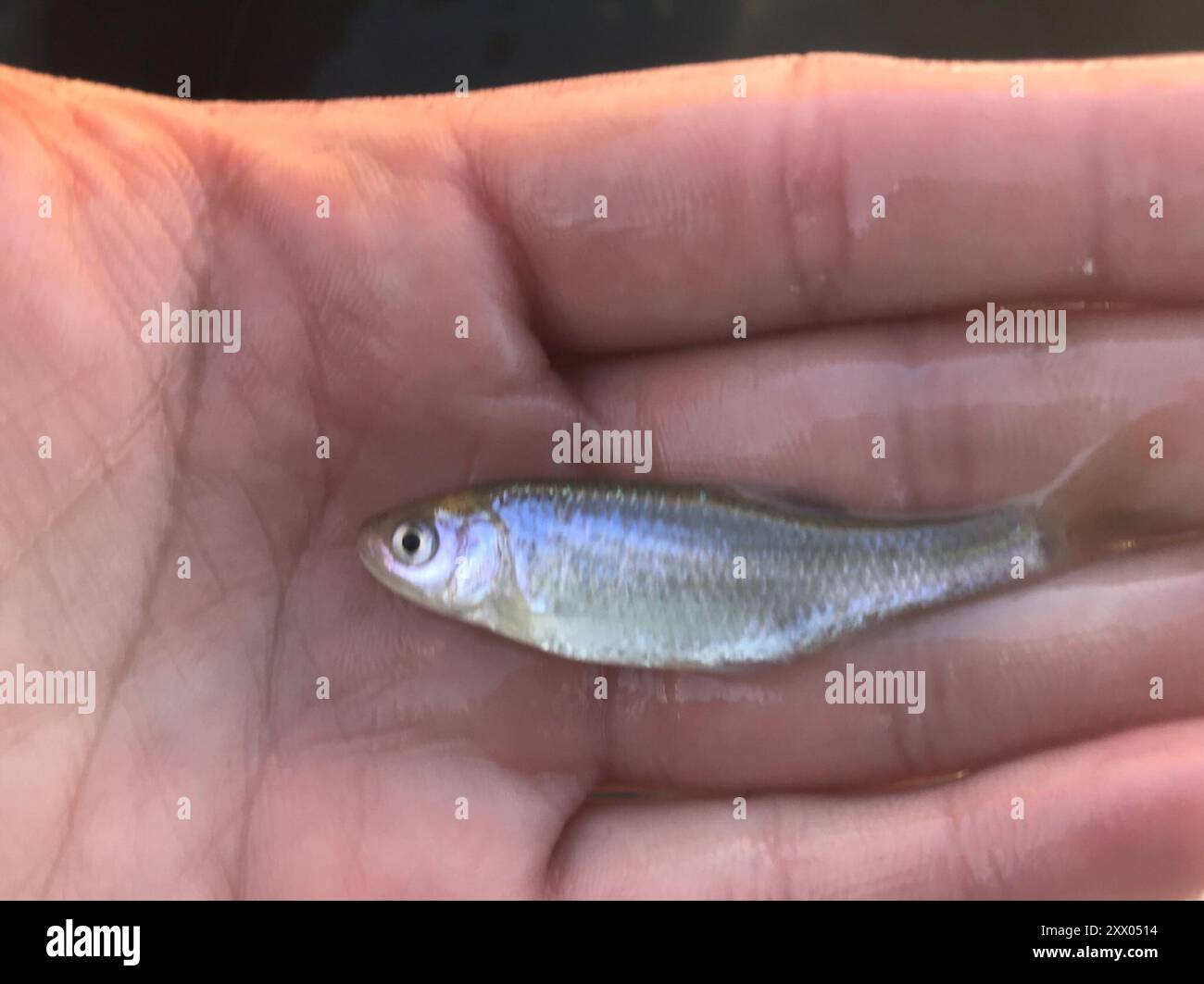 Red Shiner (Cyprinella lutrensis) Actinopterygii Stock Photo - Alamy