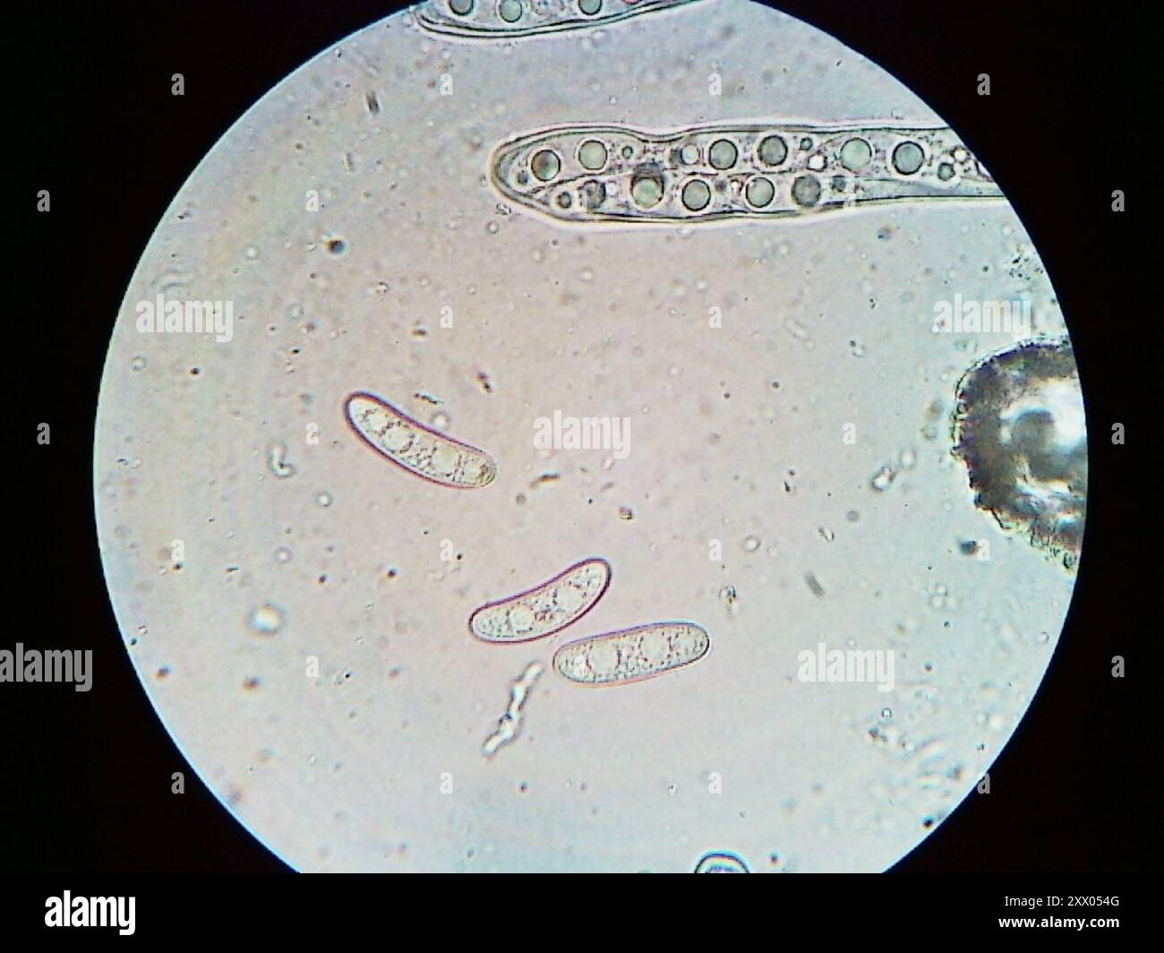(Propolis farinosa) Fungi Stock Photo - Alamy