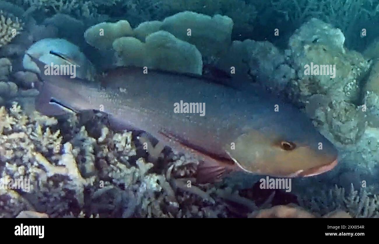 Two-spot Red Snapper (Lutjanus bohar) Actinopterygii Stock Photo - Alamy