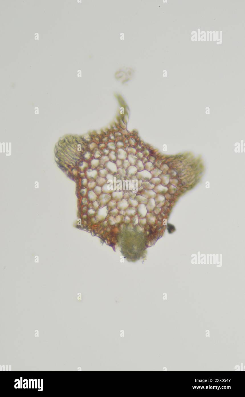 tall-clustered thread-moss (Ptychostomum pallescens) Plantae Stock ... tall-clustered thread-moss (Ptychostomum pallescens) Plantae Stock ...