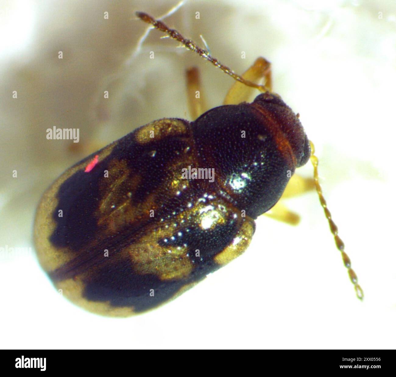 Four-marked Oval Leaf Beetle (Paria quadrinotata) Insecta Stock Photo ...