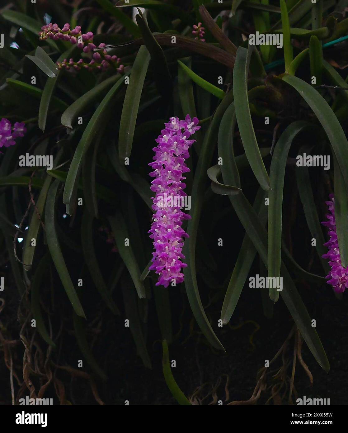 (Aerides multiflora) Plantae Stock Photo - Alamy