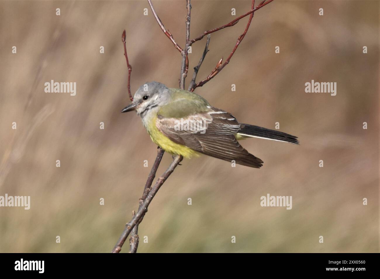 Western Kingbird (Tyrannus verticalis) Aves Stock Photo - Alamy