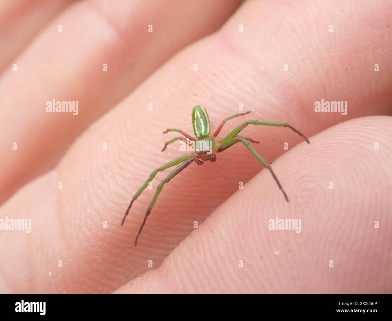 Flower Spiders (Diaea) Arachnida Stock Photo - Alamy