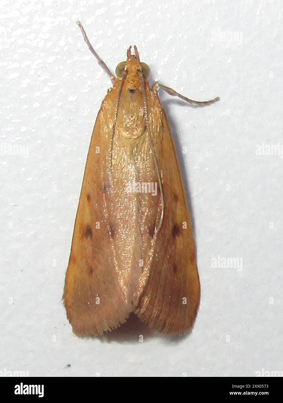 Pyralid Snout Moths (Pyralidae) Insecta Stock Photo - Alamy