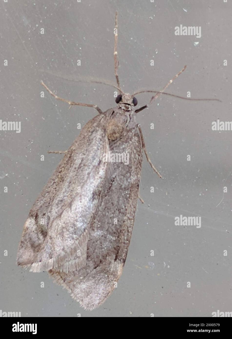 Fall Cankerworm Moth (Alsophila pometaria) Insecta Stock Photo - Alamy