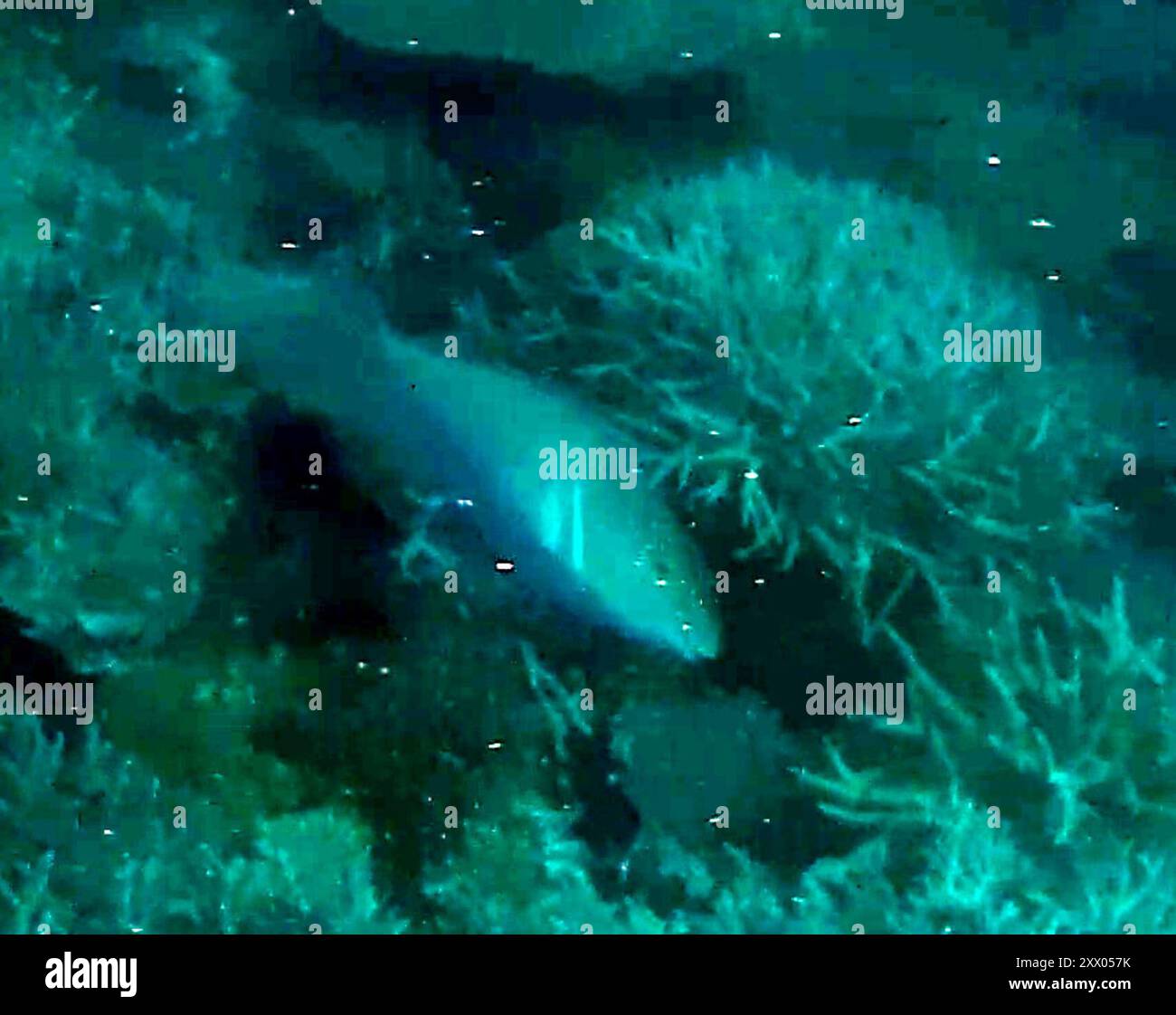 Ray-finned Fishes (Actinopterygii) Actinopterygii Stock Photo - Alamy