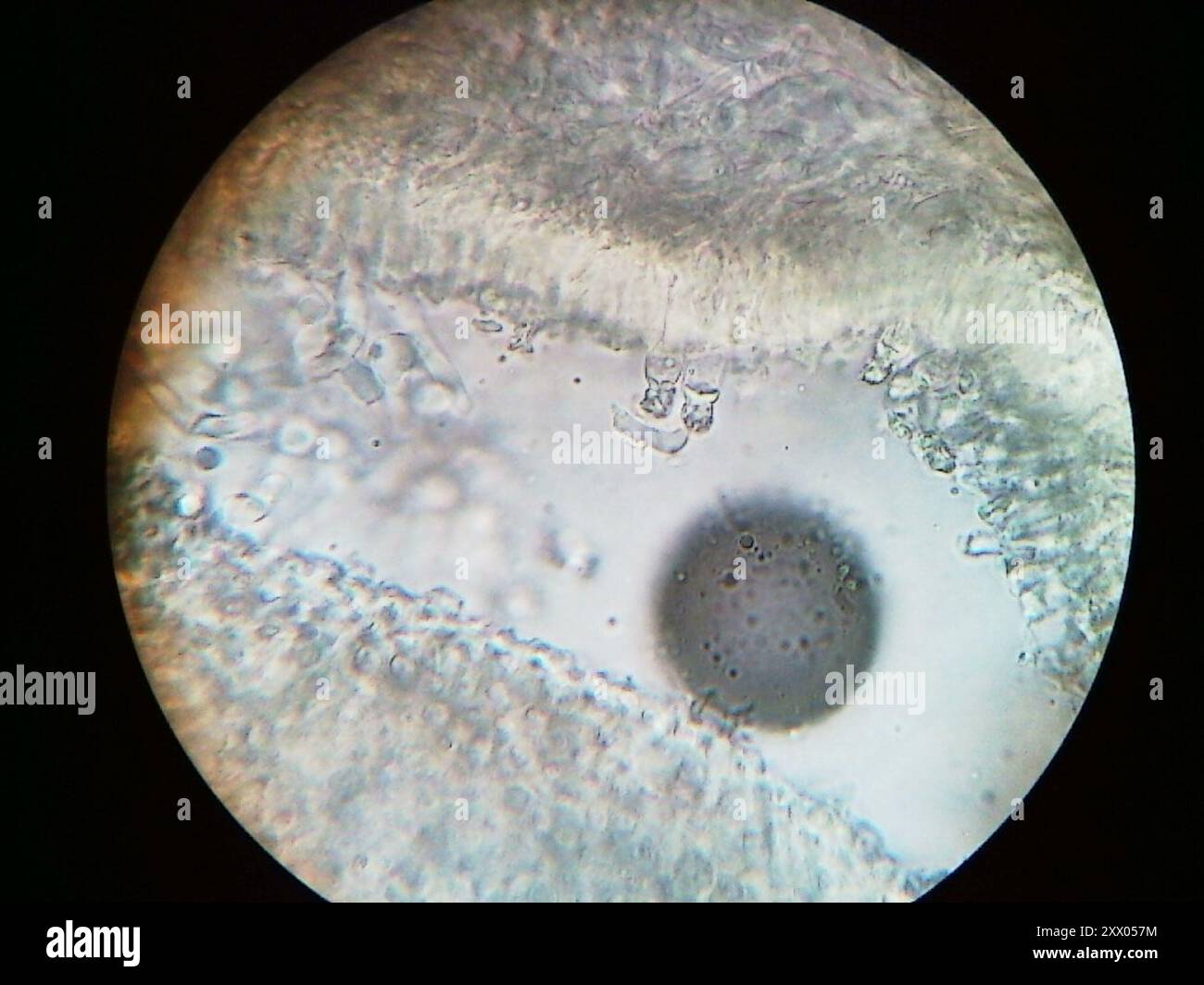 (Trichaptum subchartaceum) Fungi Stock Photo - Alamy