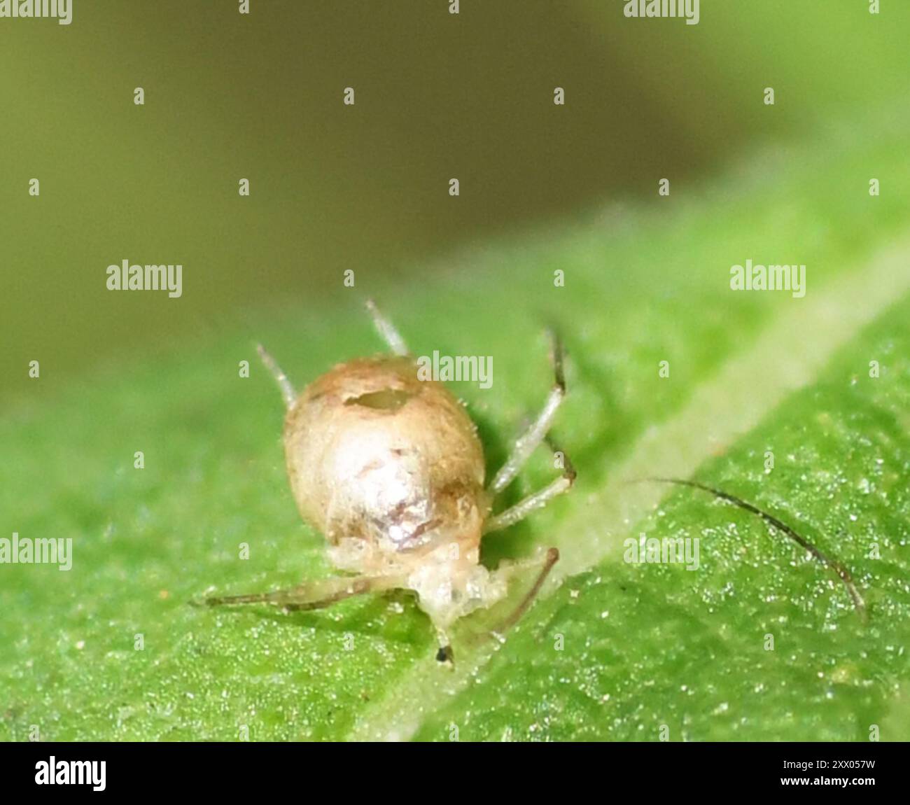 Aphids (Aphididae) Insecta Stock Photo - Alamy